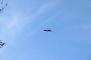 McIntosh Reserve Site Visit | Chattahoochee RiverLands